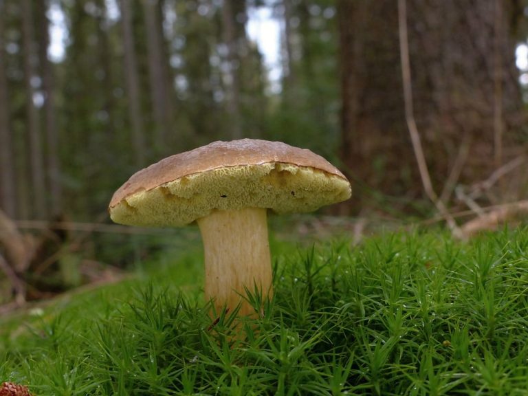 Říjnové cvaky XXII. - hřib sametový, momentálně nejhojnější houba na ...