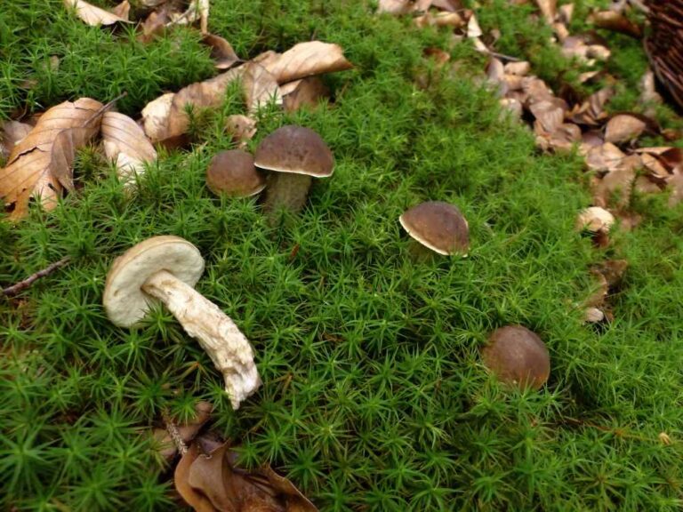 Copak je to za houbu? 47/2021 - Kudluv fotoatlas hubKudluv fotoatlas hub